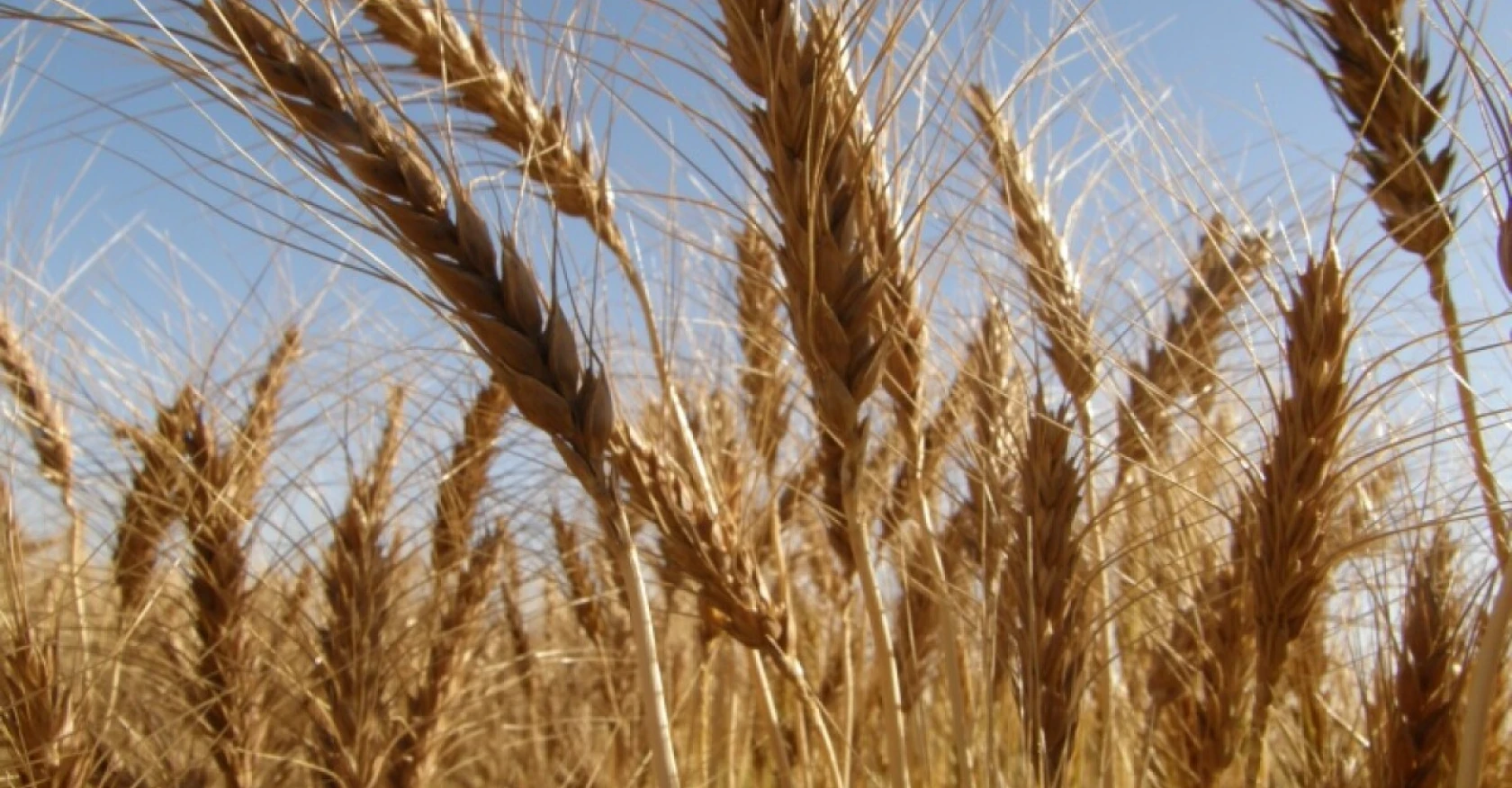 Seguros agrícolas: “No podemos asegurar solo cuando es un año seco ...